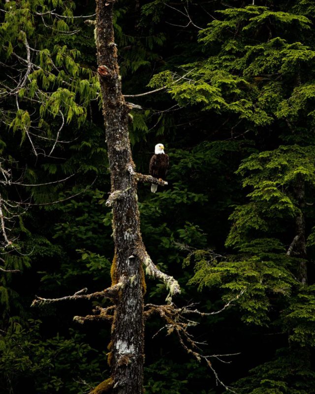 Packages | Wahous Wilderness Lodge